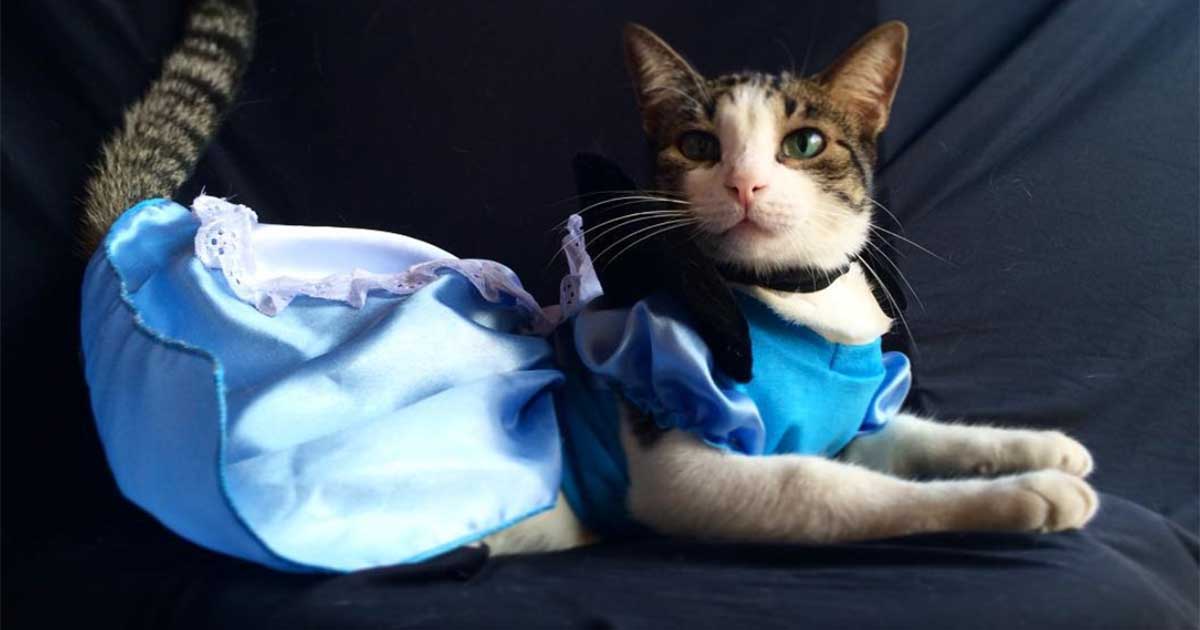 Ready for a Closeup: Cat Costumes Your Fur Baby Needs Right Now