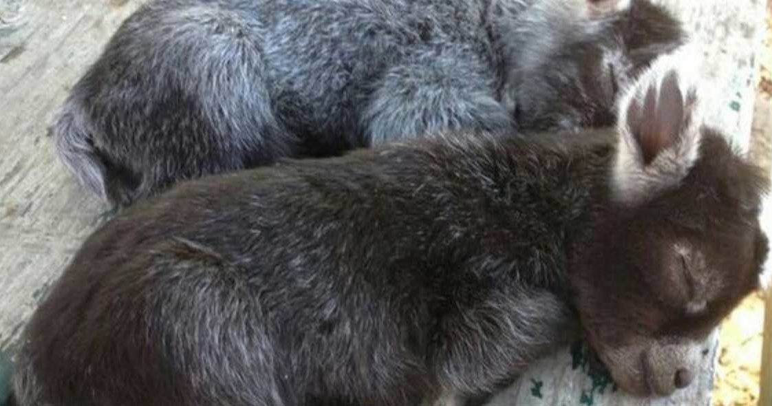 These Pygmy Goats Will Help You Make It Through the Workday