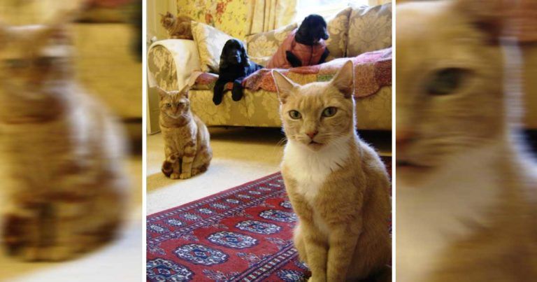 Real-Life 'Catdog' — Check Out These Dogs Who Wish They Were Cats