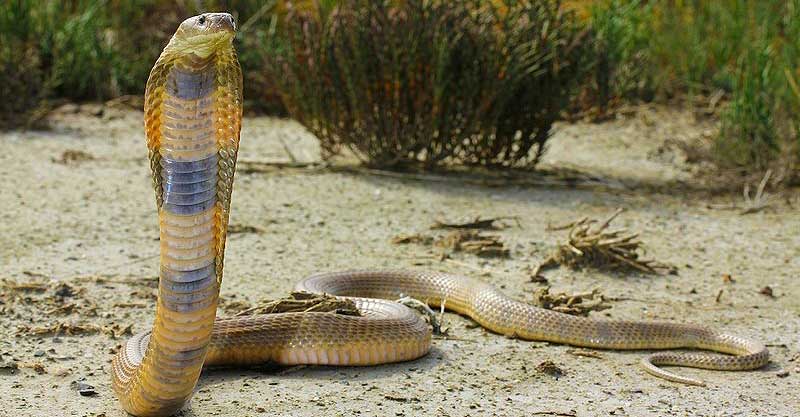 Deadliest Snakes: The Most Dangerous Ever Found on the Planet