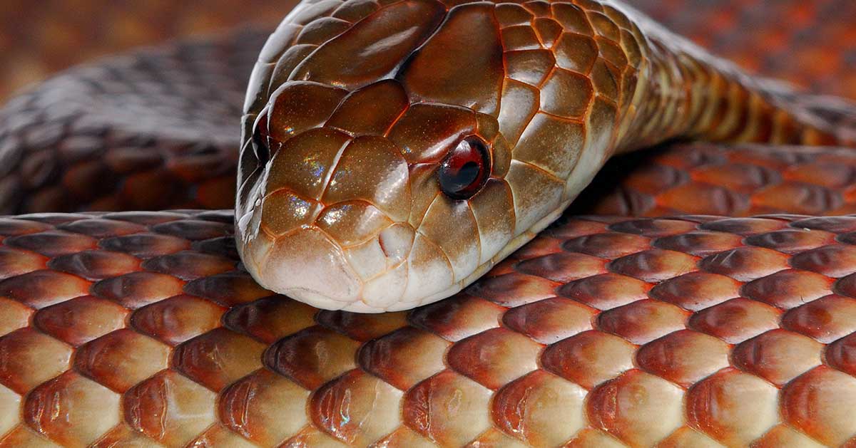 Deadliest Snakes: The Most Dangerous Ever Found on the Planet