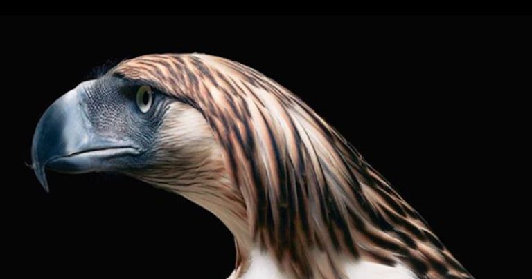 Tim Flach Captured Photos of Animals That May Soon Be Extinct