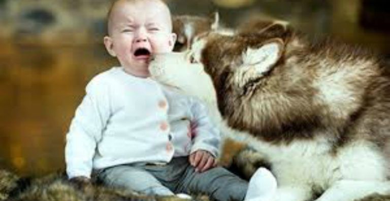 Study Shows That Dogs Know to Comfort Us When We Cry