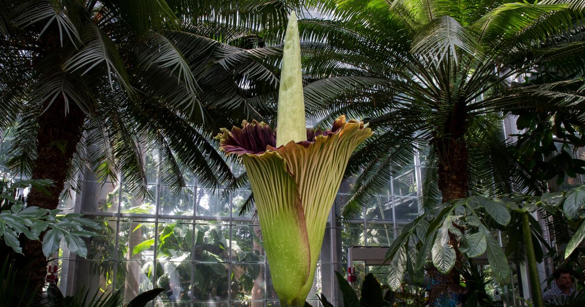 Rarest Things on Earth: Collectibles and Natural Wonders