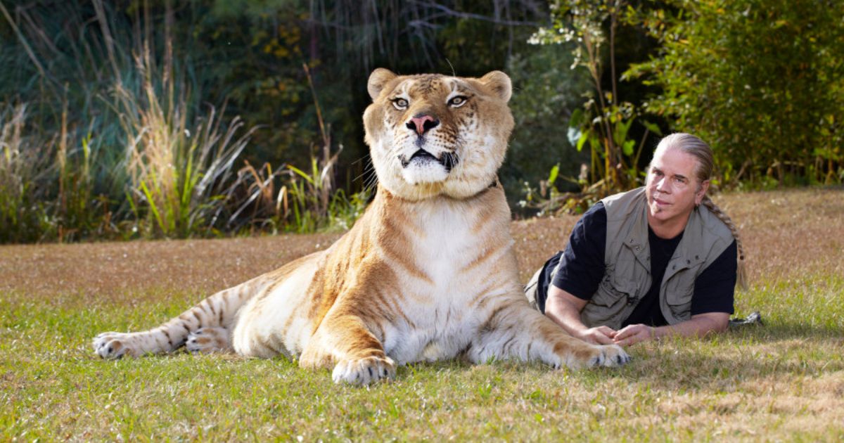 Enormous Animals: You Won't Believe How Big They Are
