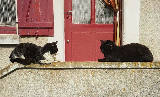 First Cat in Space: The Fascinating Story of Félicette