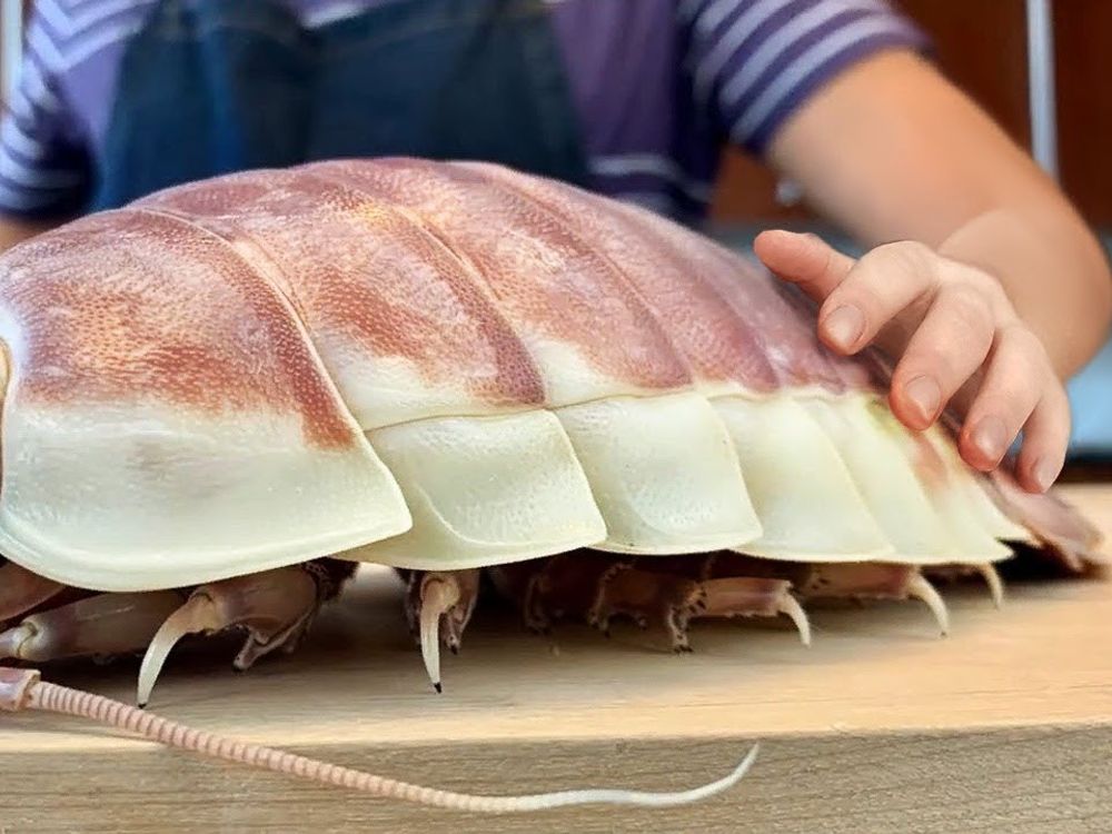 Giant Animals that Actually Exist Across the World