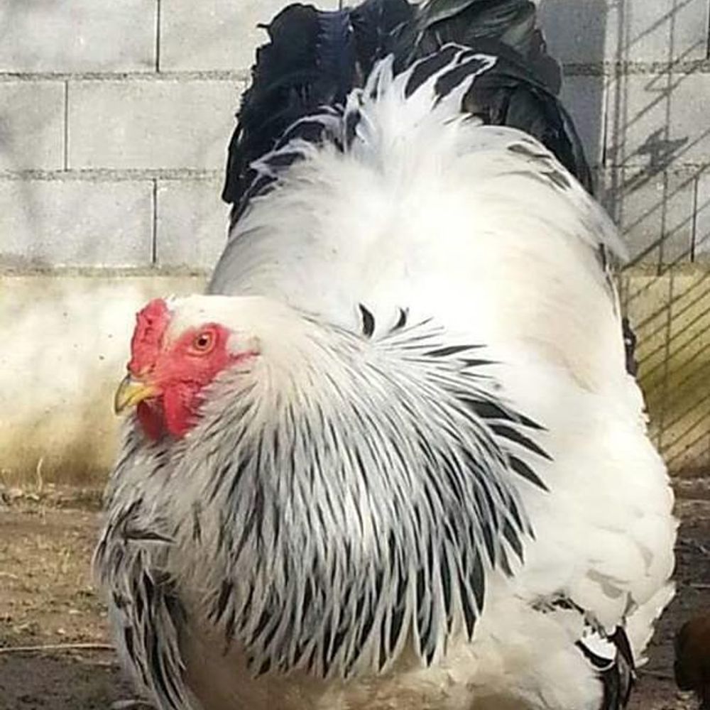 Giant Animals that Actually Exist Across the World