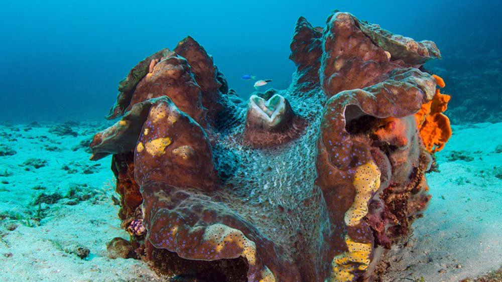 Giant Animals that Actually Exist Across the World