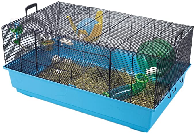 How To Take Care Of A Dwarf Hamster - Your Daily Dish