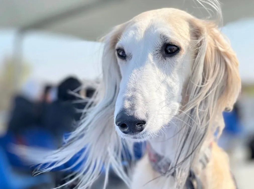 Most Expensive Dog Breeds That Only the Rich Can Afford