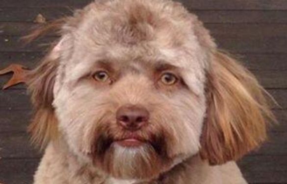 Pit Bull-Wiener Dog Mix Is Half Terrier, Half Dachshund, and All Adorable