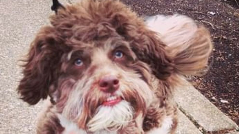 Dogs That Look Like Humans and Their Hilarious Features