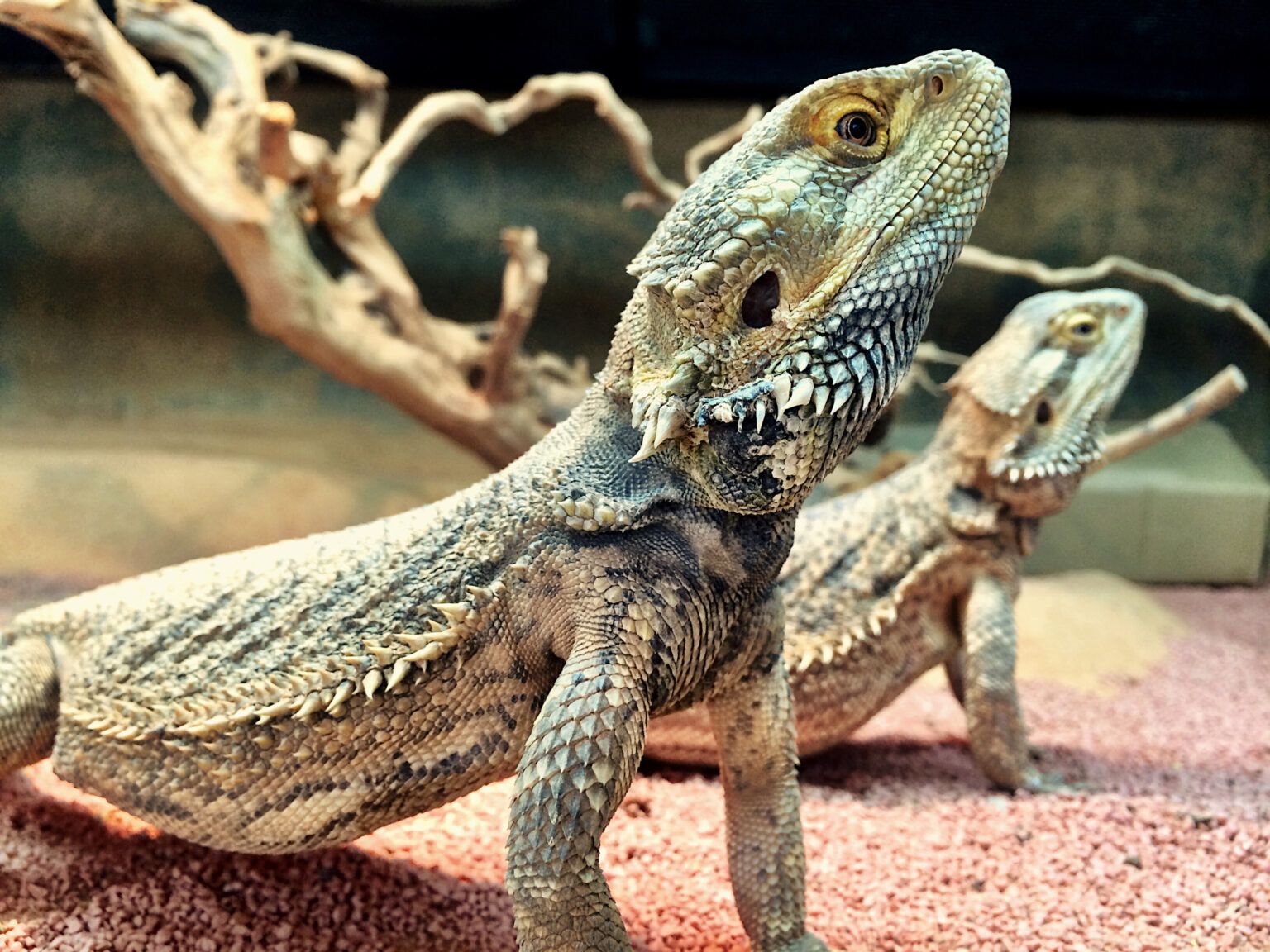 Tips To Help You Care For Your Reptile - Your Daily Dish