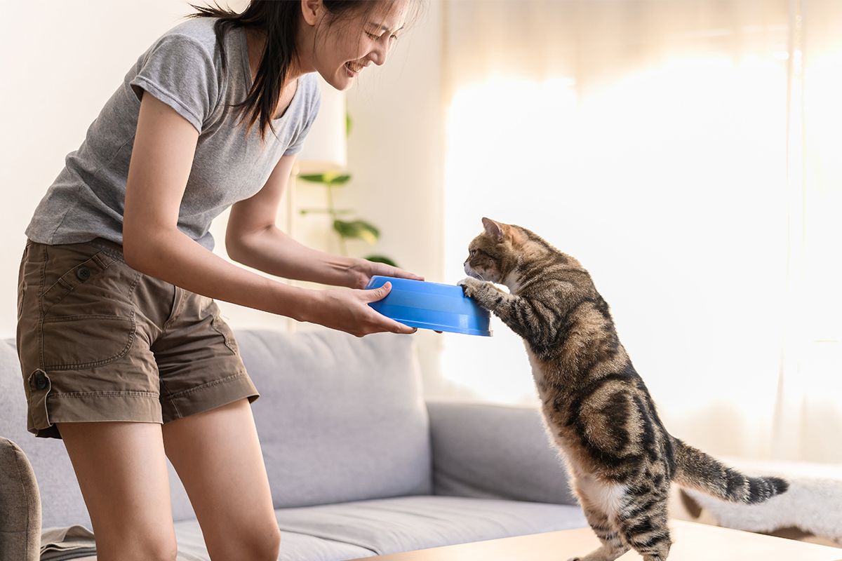 11 Hacks Every Cat Owner Should Know For A Happier Furry Friend ...