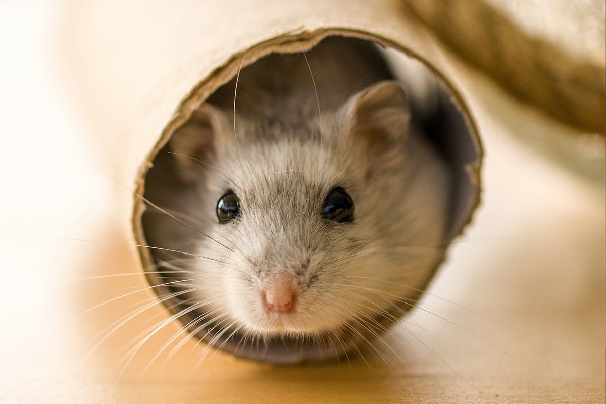 Mastering Hamster Hacks: Tips and Tricks for Happy Hamsters ...