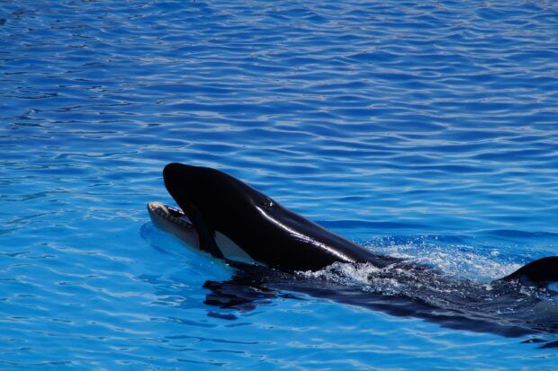 Jessica Radcliffe: Was Orca Trainer Killed? Truth behind it
