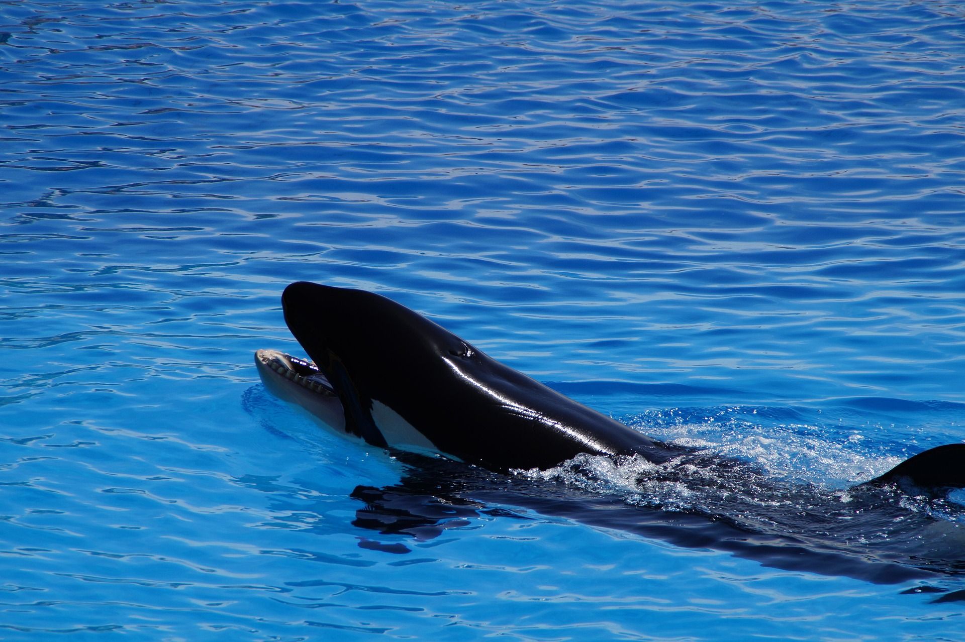 Jessica Radcliffe: Was Orca Trainer Killed? Truth behind it